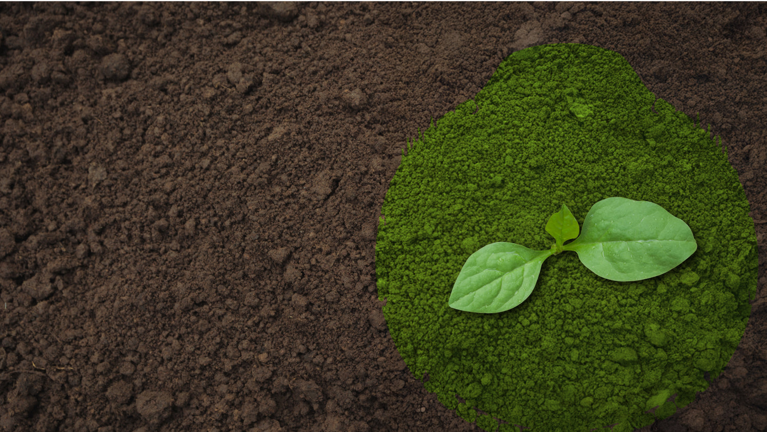 P-Wave: The trusted brand for powerful, Recyclable Air Fresheners